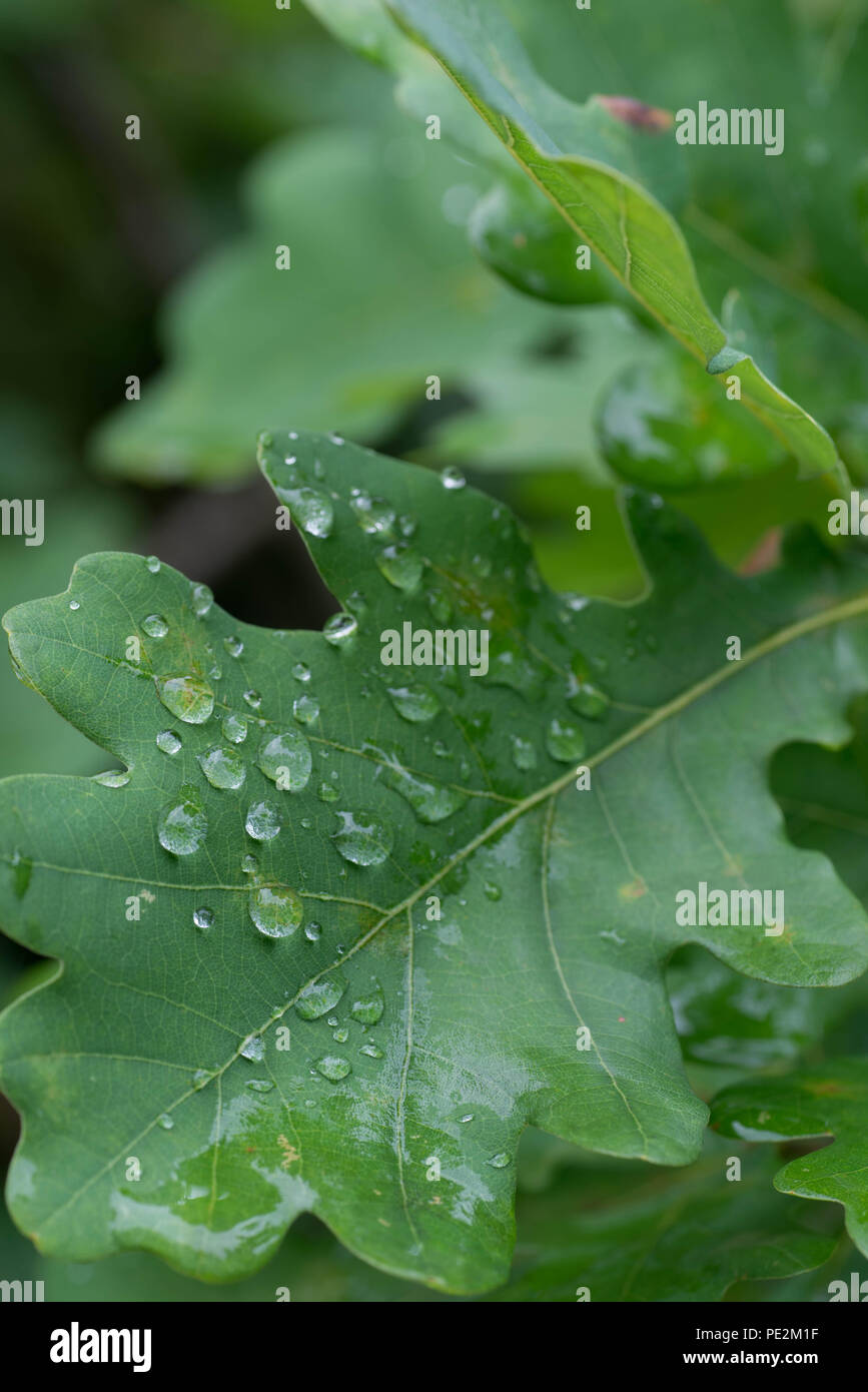 Water drops on oak leaf hi-res stock photography and images - Alamy