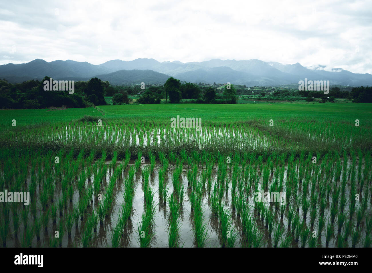 Living room In nature Rice Fields in the rainy season Stock Photo - Alamy