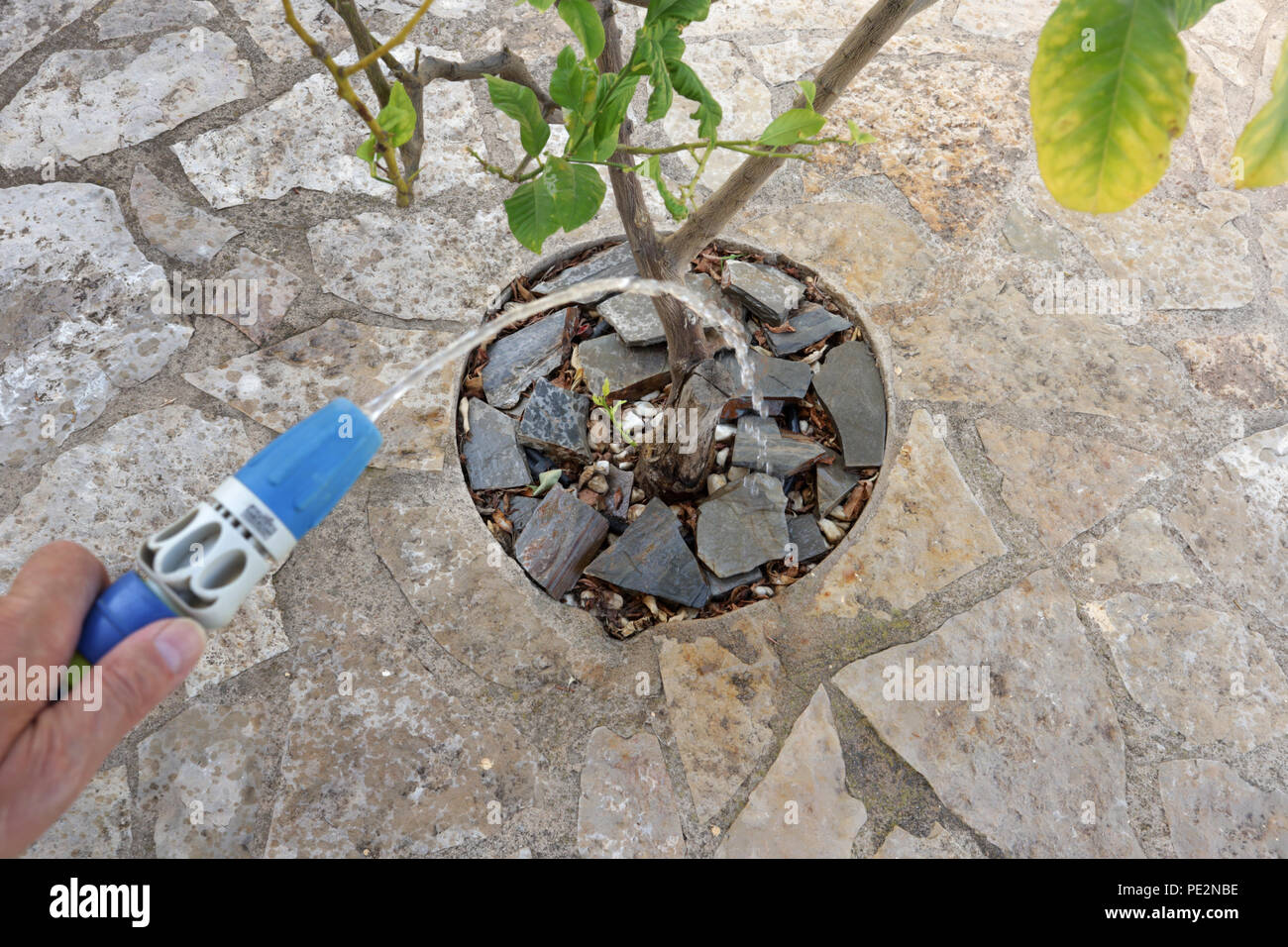 Using a hose pipe in the garden Stock Photo - Alamy