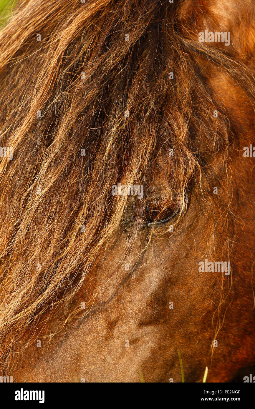 Long forlock hi-res stock photography and images - Alamy