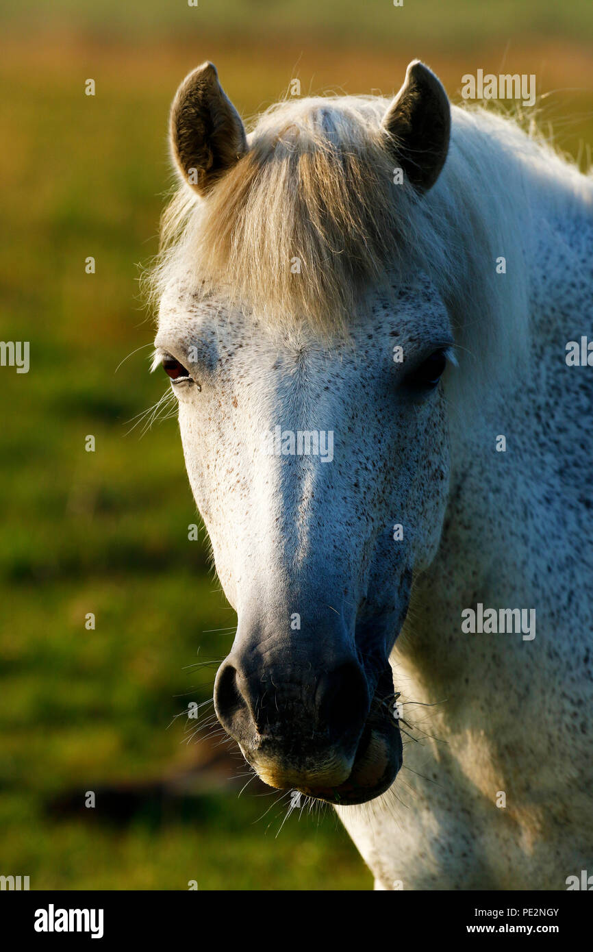 Grey mare with her foal Stock Photo - Alamy
