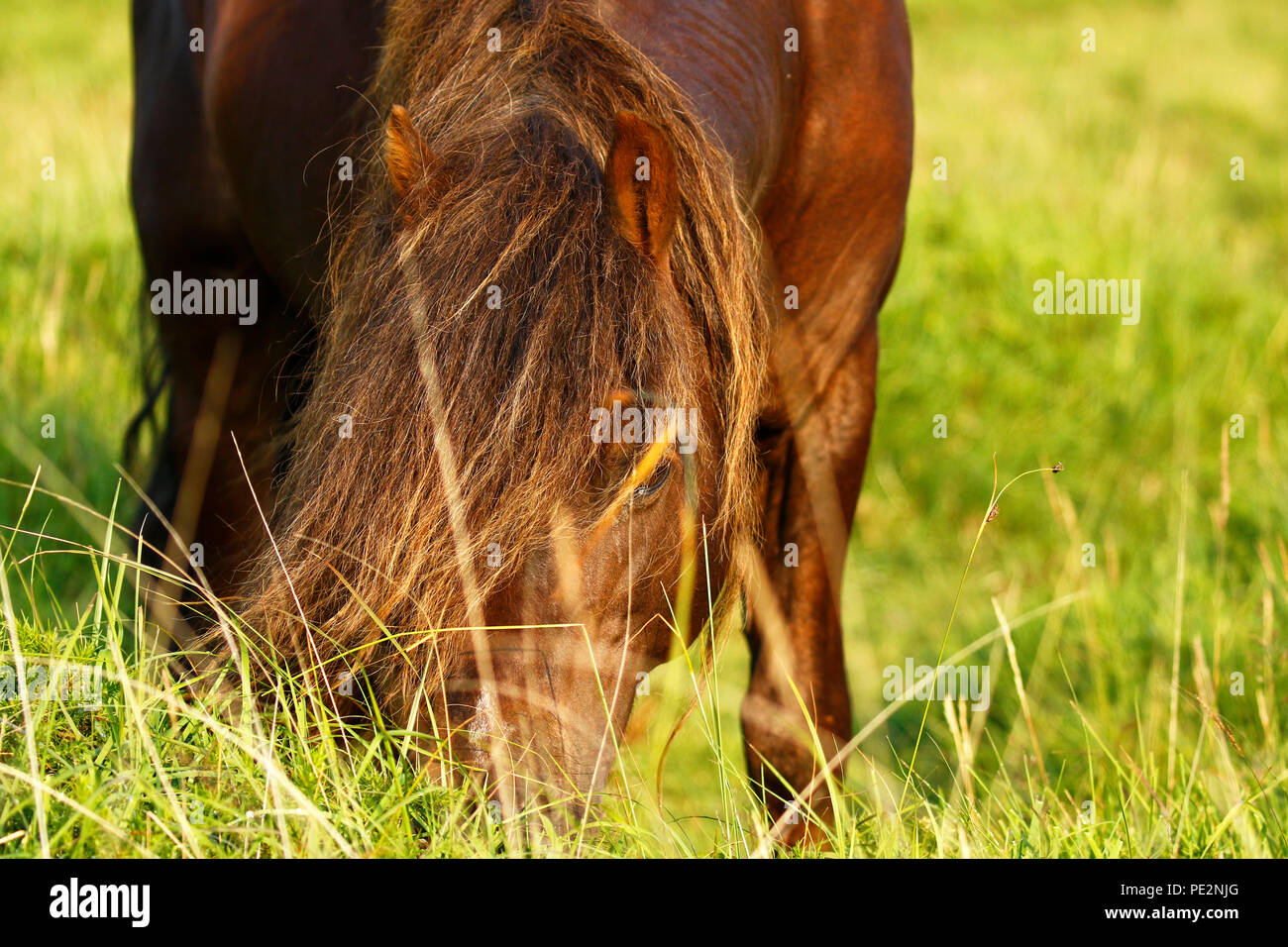 Chestnut Stallion in his prime with long flowing mane and forelock ...
