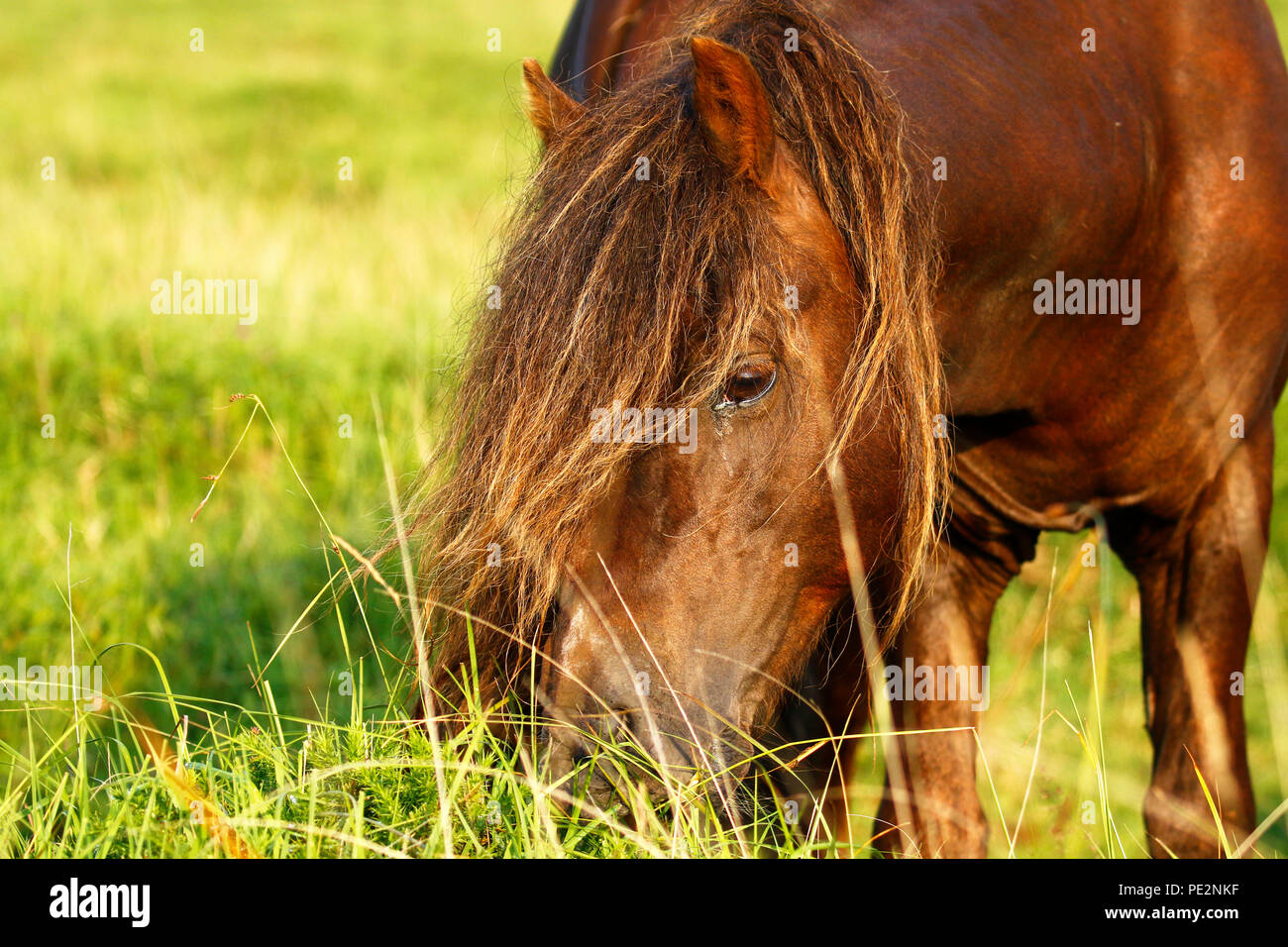 Chestnut Stallion in his prime with long flowing mane and forelock ...