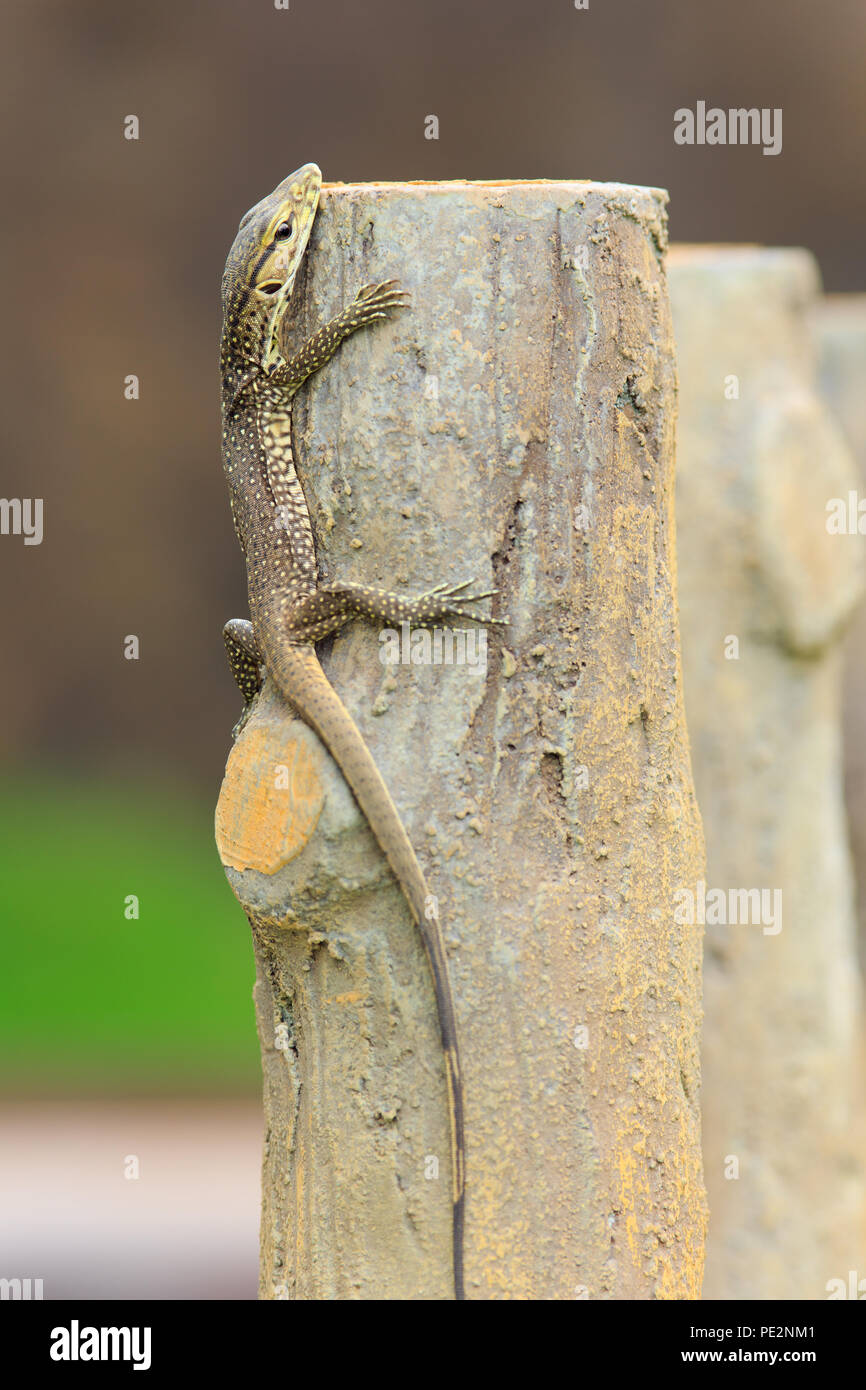 Animal varan reptile hi-res stock photography and images - Alamy
