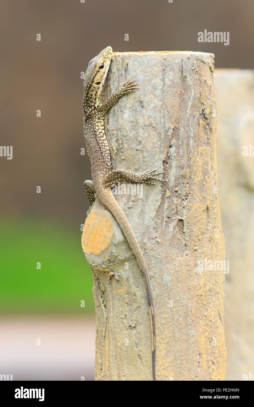 Portrait of a baby varan Stock Photo - Alamy