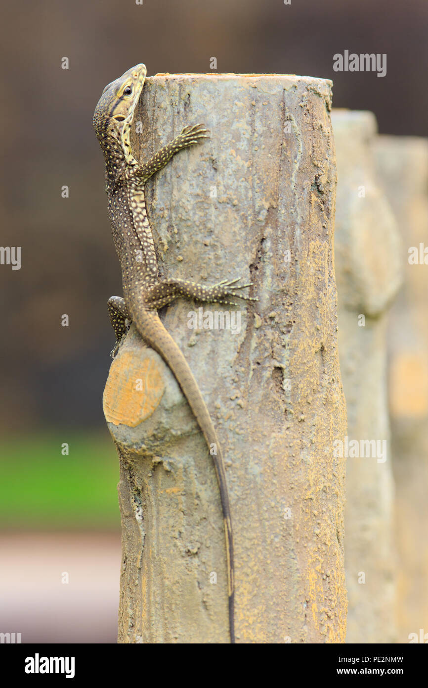 Animal varan reptile hi-res stock photography and images - Alamy