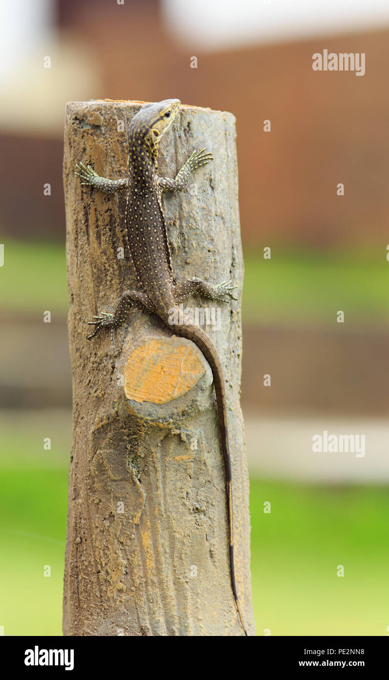 Animal varan reptile hi-res stock photography and images - Alamy