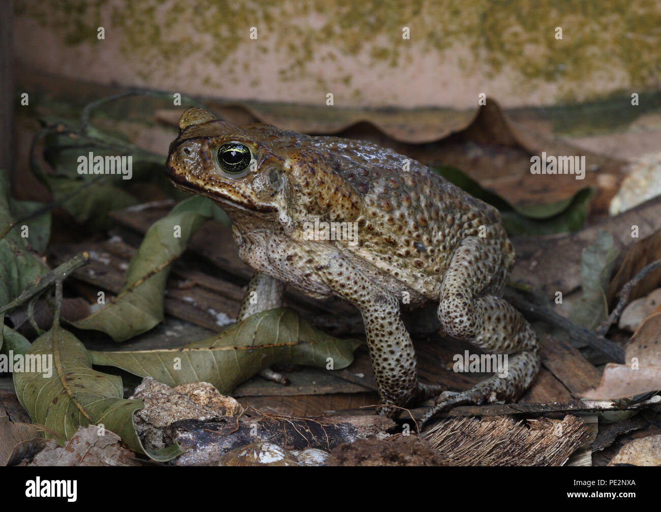 Cane toads hi-res stock photography and images - Alamy