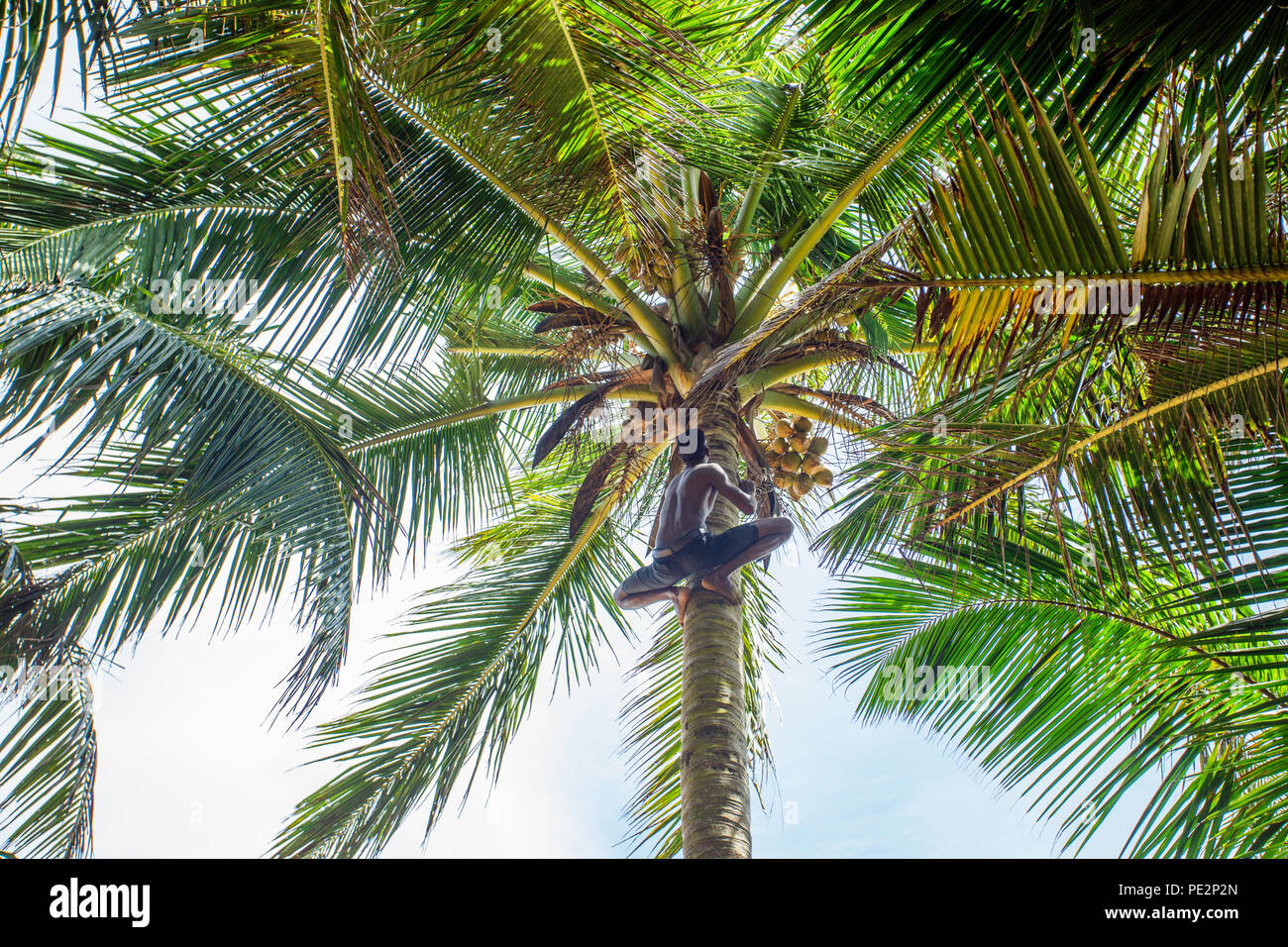 Man climbing a palm tree Stock Photo - Alamy