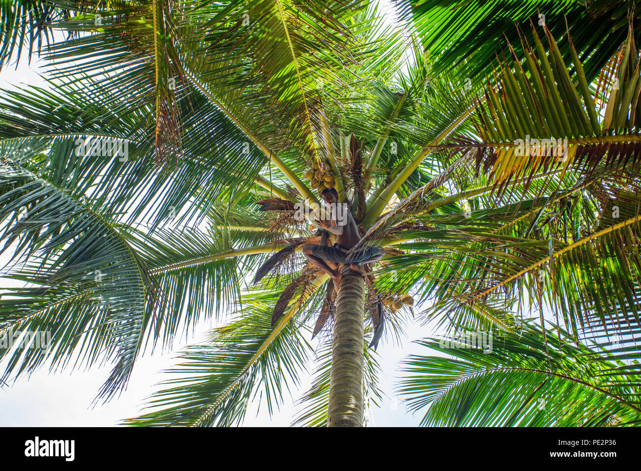 Man climbing a palm tree Stock Photo - Alamy