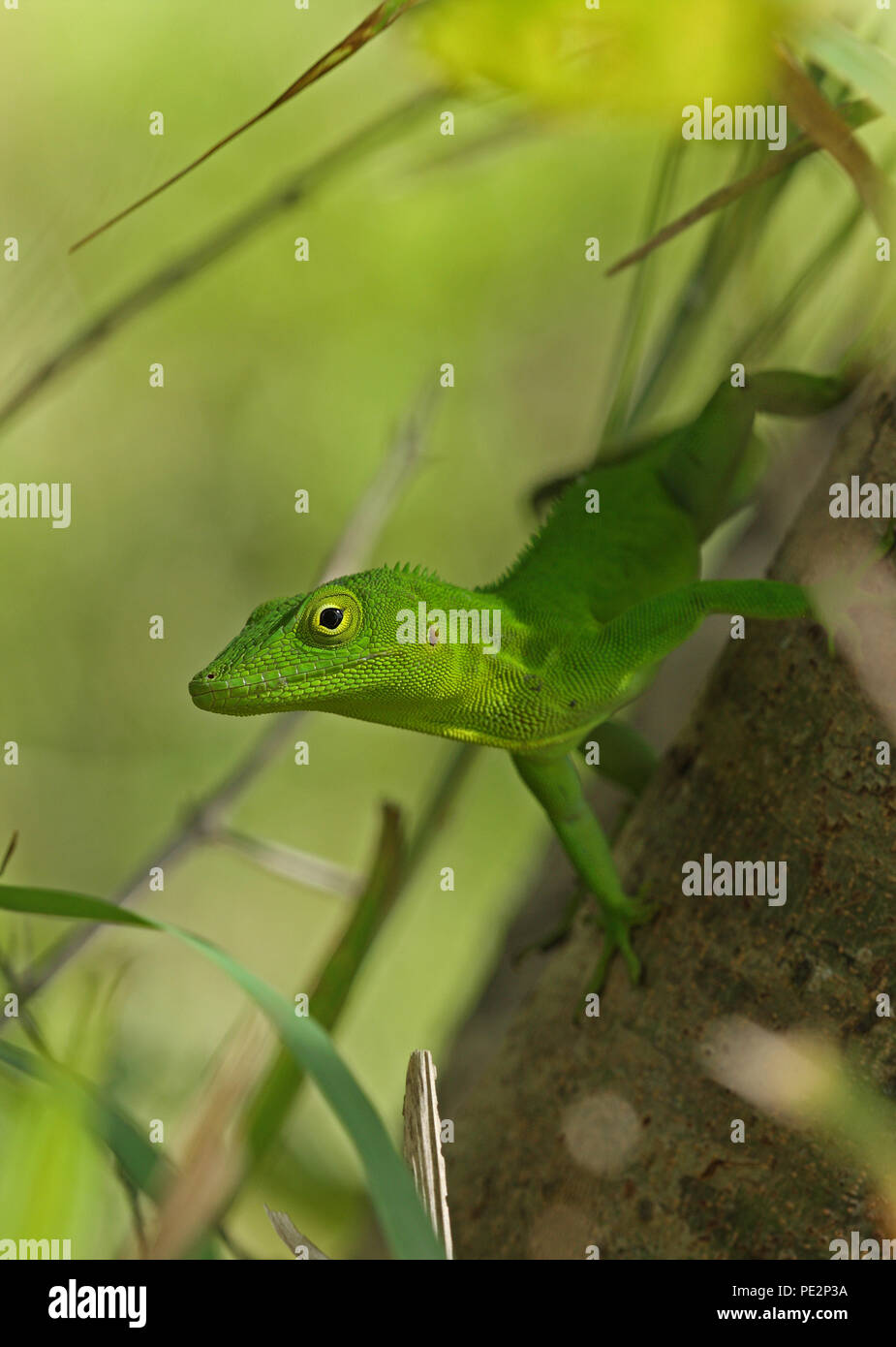 Jamaican Giant Anole (Anolis garmani) adult clinging to tree trunk ...