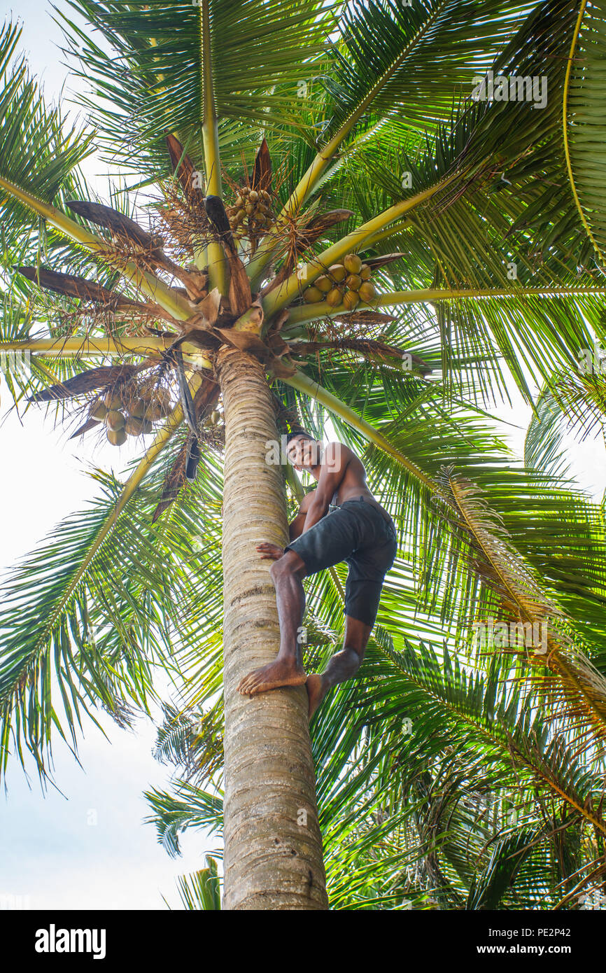 Indian Man Climbing Coconut Tree High Resolution Stock Photography and ...