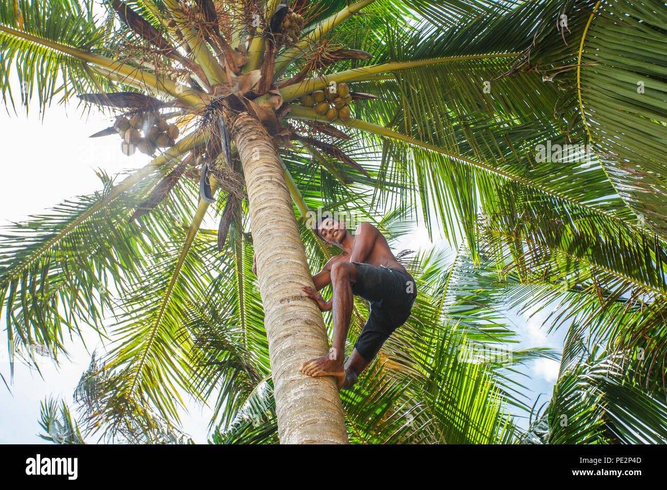 Man climbing a palm tree Stock Photo - Alamy