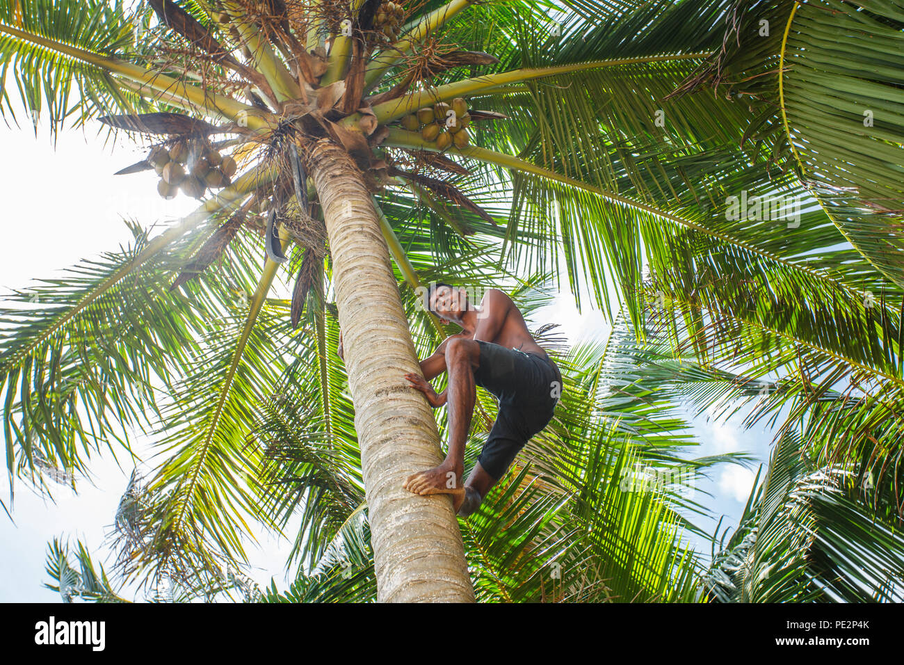 Indian man climbing coconut tree hi-res stock photography and images ...