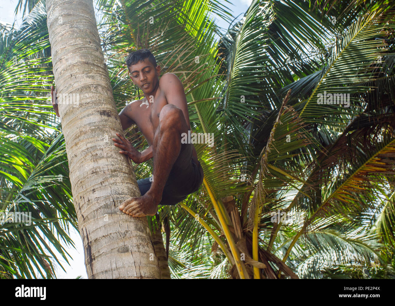 Man climbing tree hi-res stock photography and images - Alamy