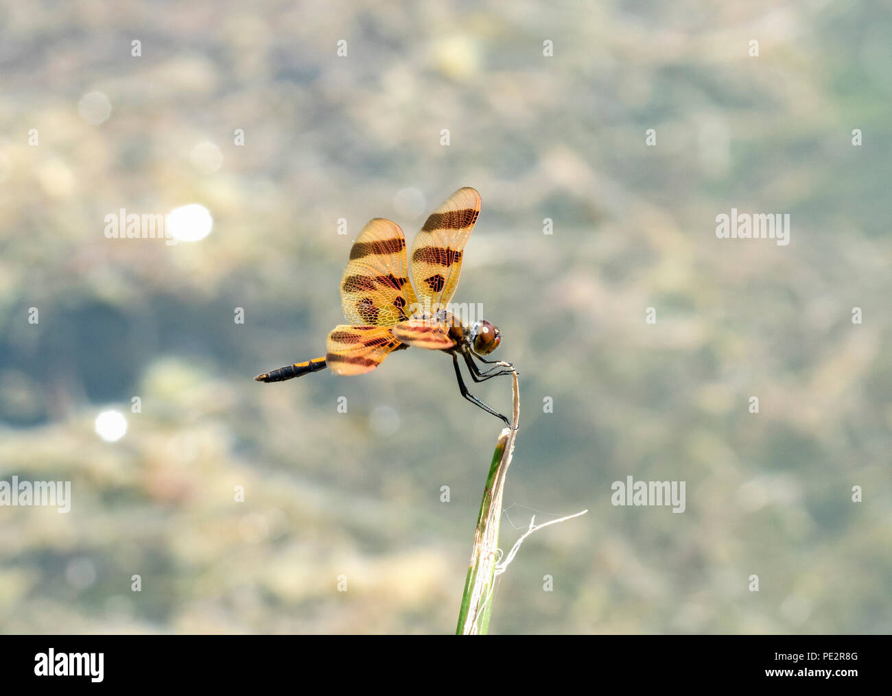 Halloween Pennant Dragonfly (Celithemis eponina) Peched on a Stick at a ...