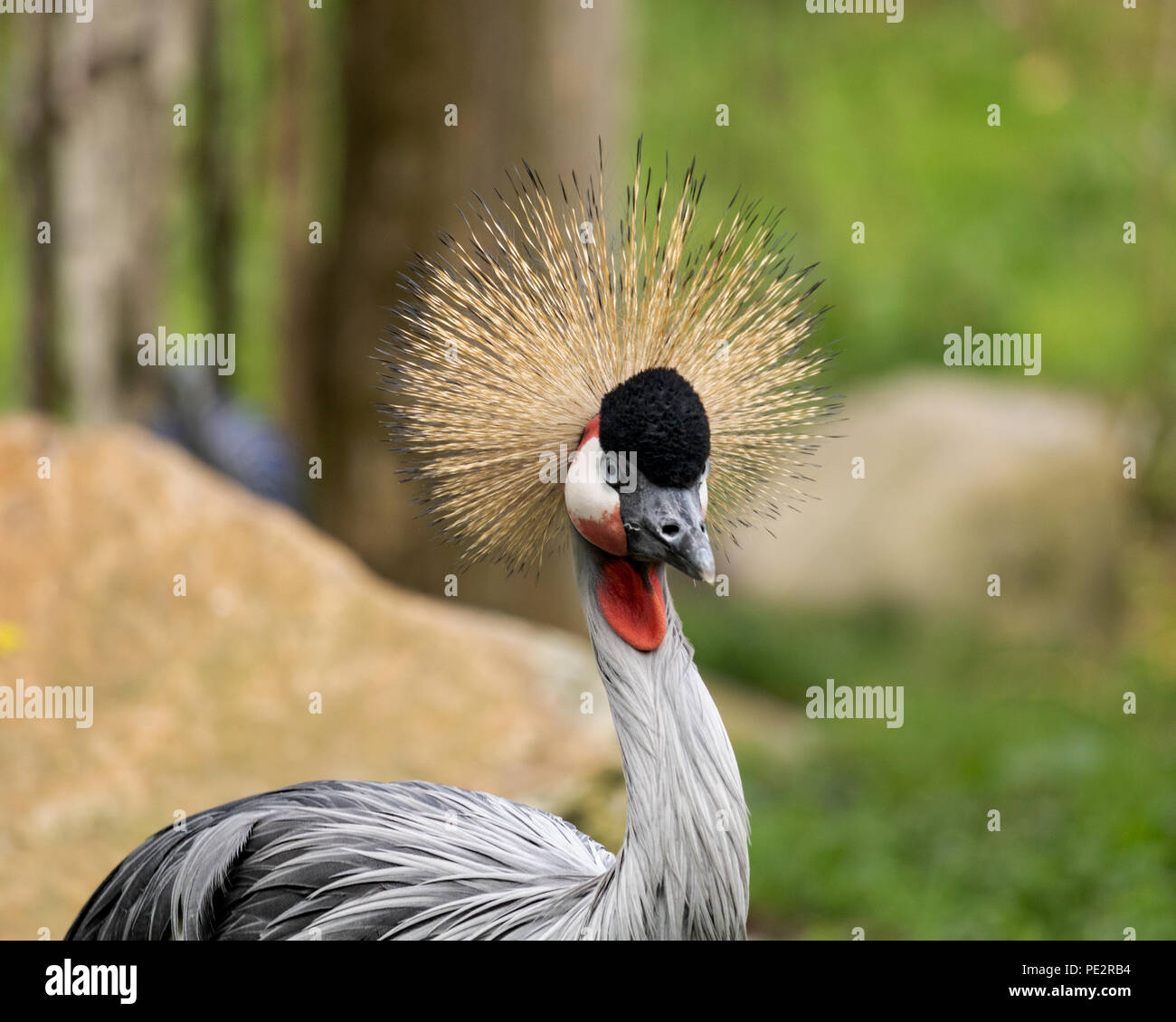 crown crane bird standing still Stock Photo - Alamy
