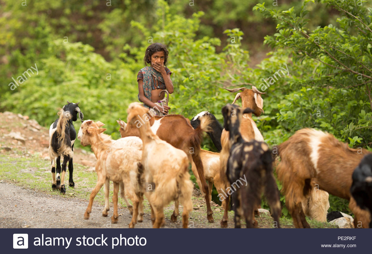 Herding Goats India Stock Photos & Herding Goats India Stock Images - Alamy