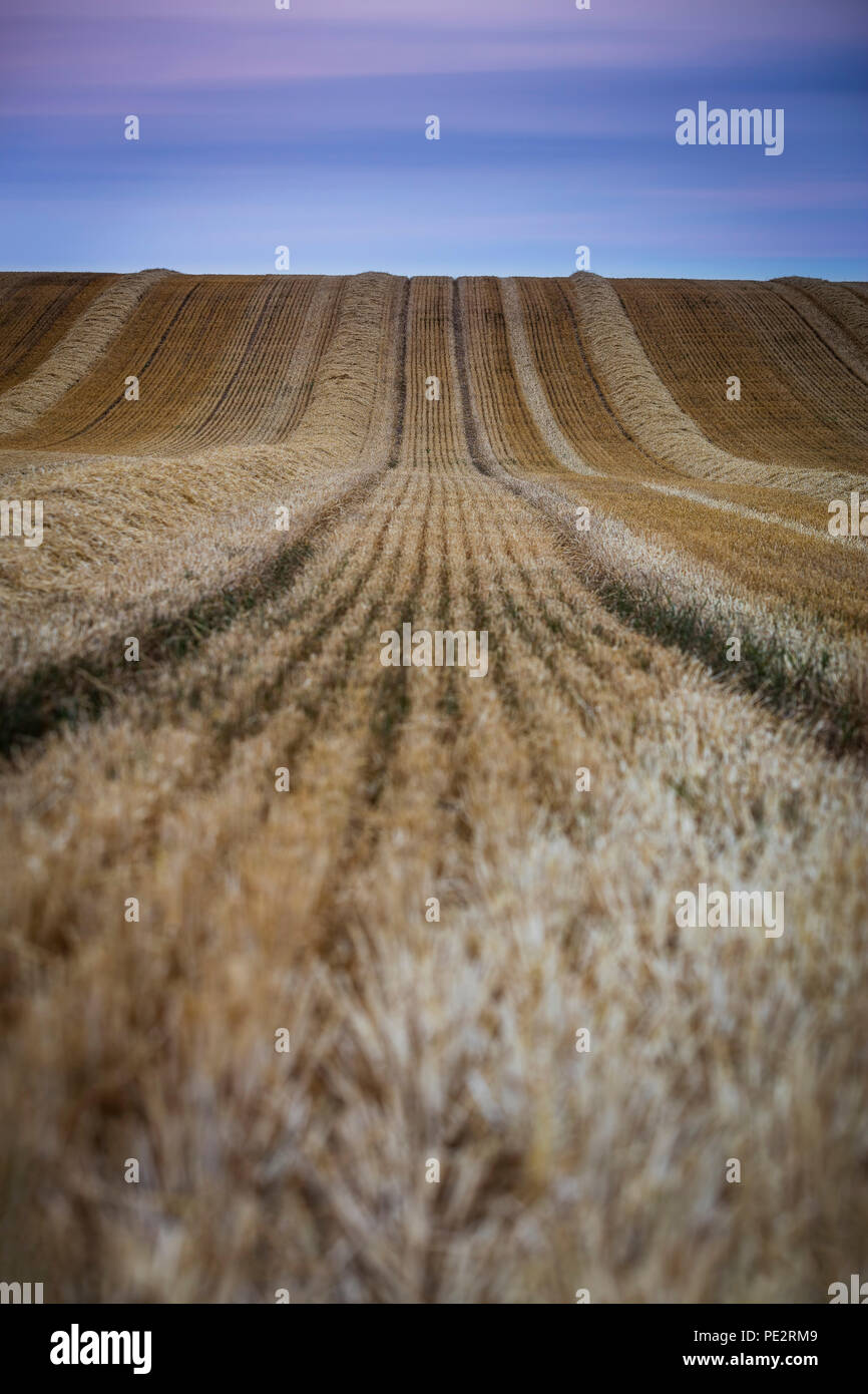 A field in Denmark just after Harvest Stock Photo - Alamy