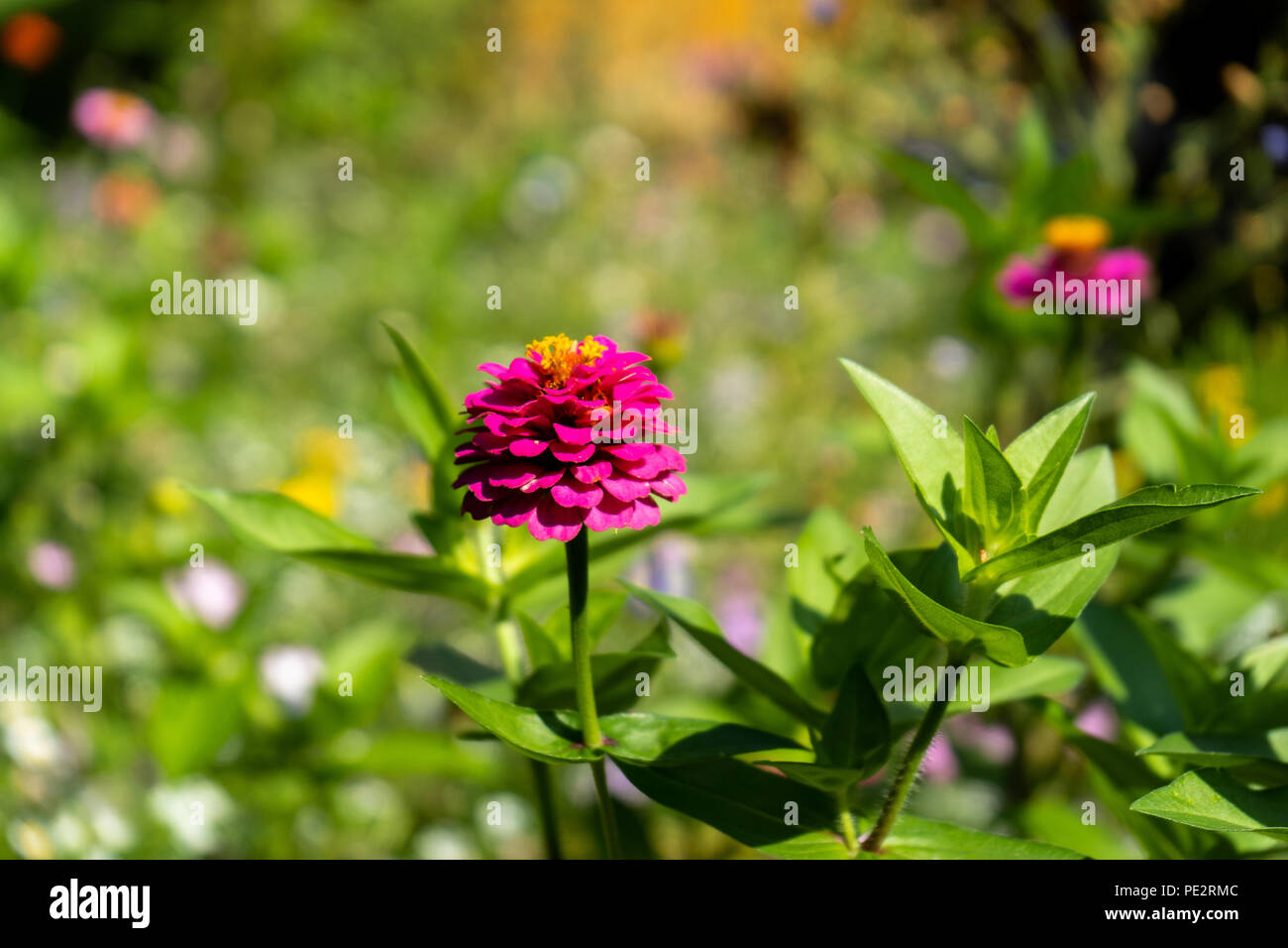 Different flowers hi-res stock photography and images - Alamy