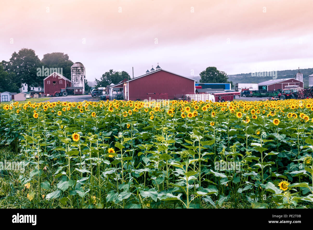 Sunflower field on the farm at sunset after the storms Stock Photo - Alamy