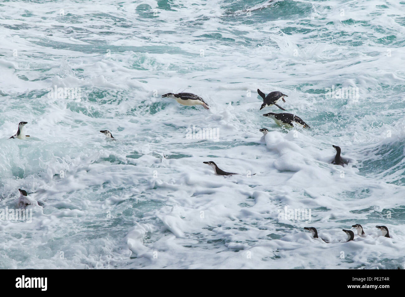 chinstrap penguins swimming in rough ocean waves in Antarctica Stock ...