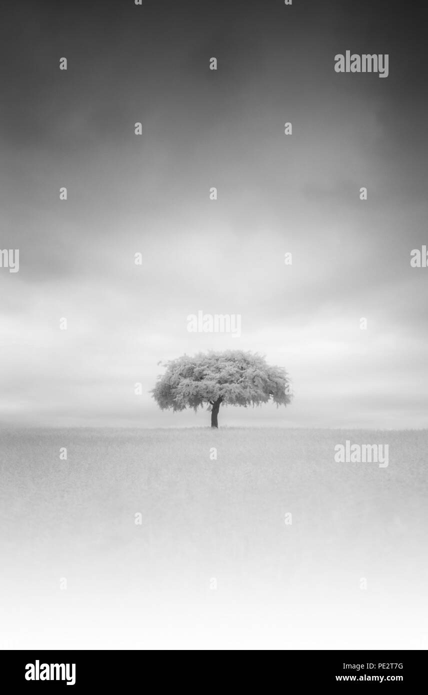 Tree field clouds Black and White Stock Photos & Images - Alamy