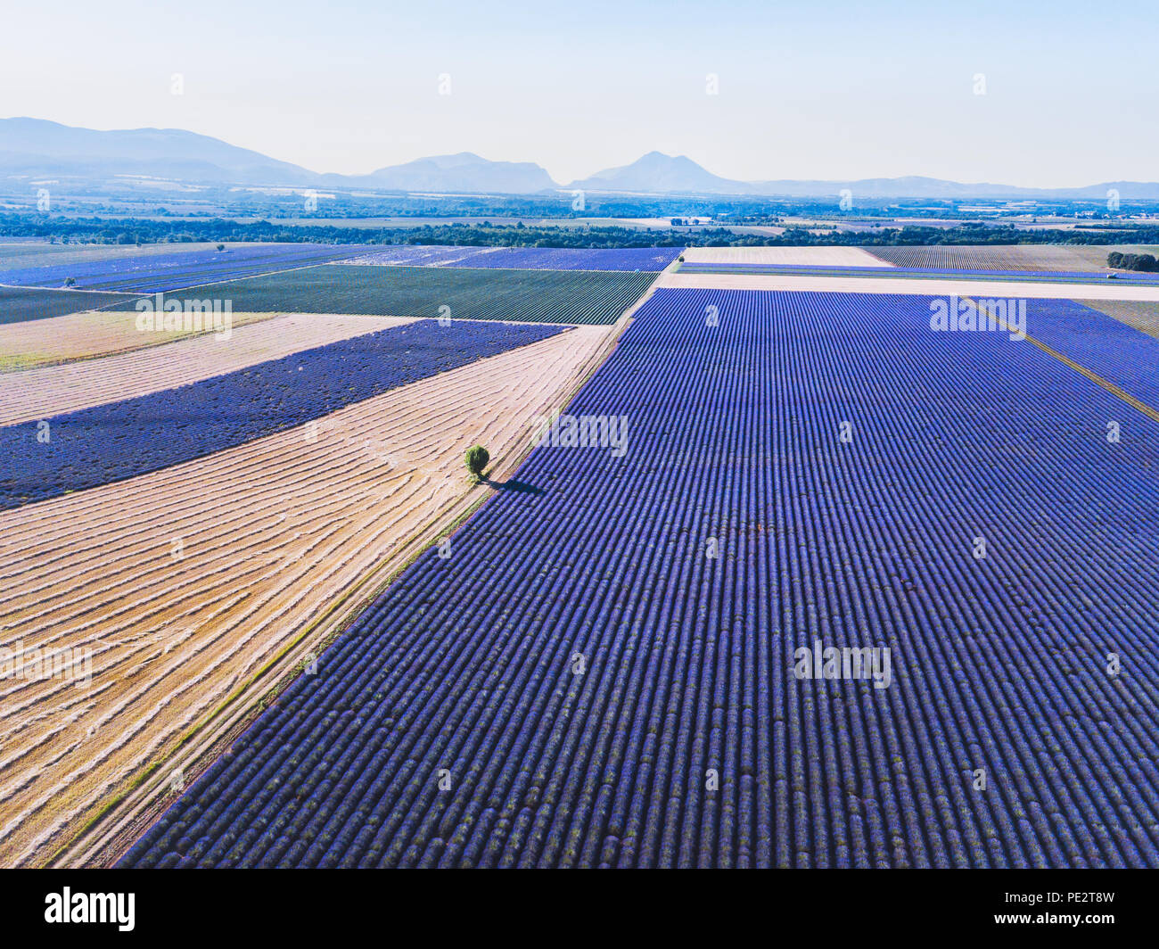aerial view of lavender fields in bloom in Provence, landscape of ...