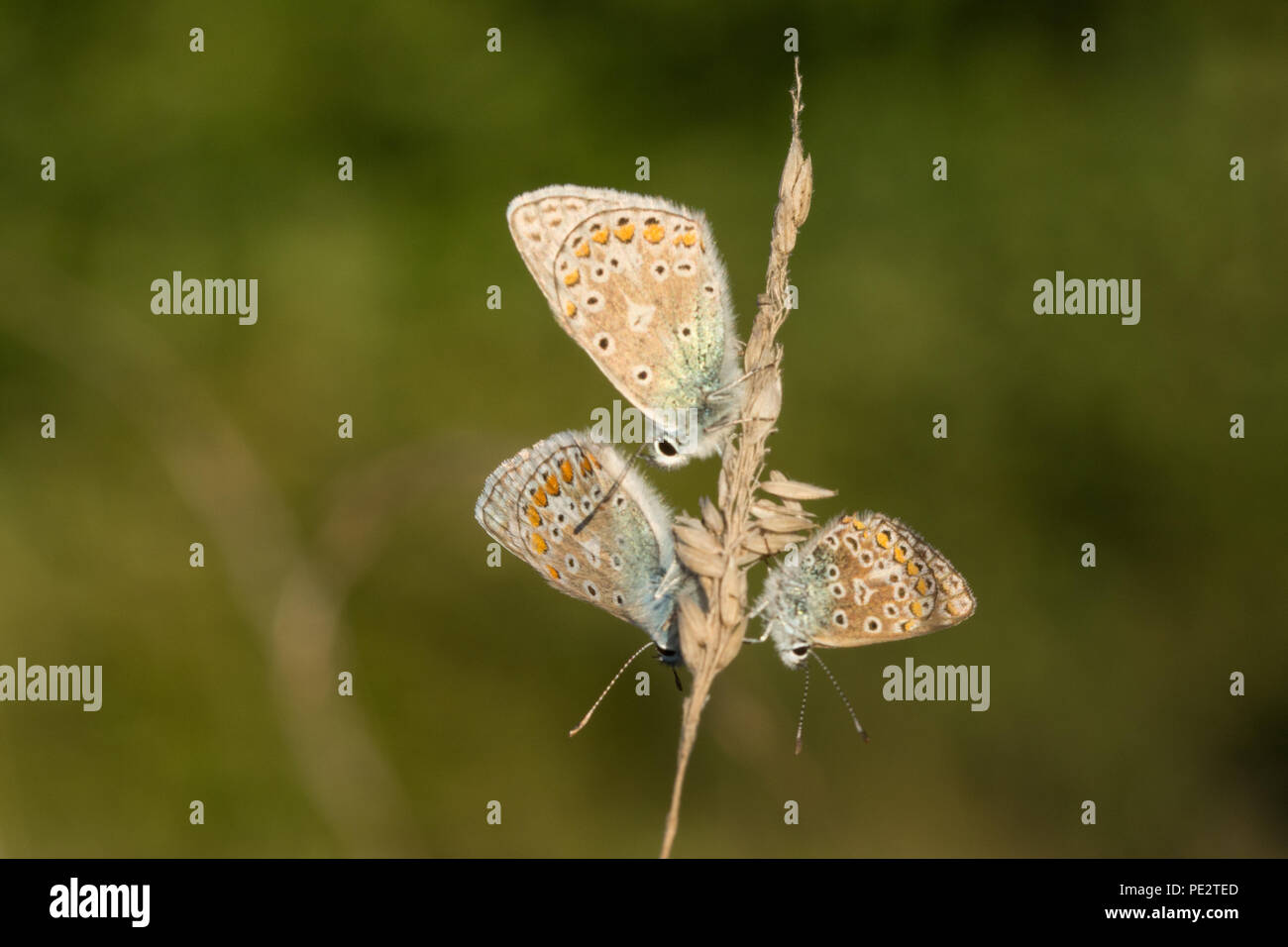 Common blue butterflies (Polyommatus icarus) roosting on grass stem ...