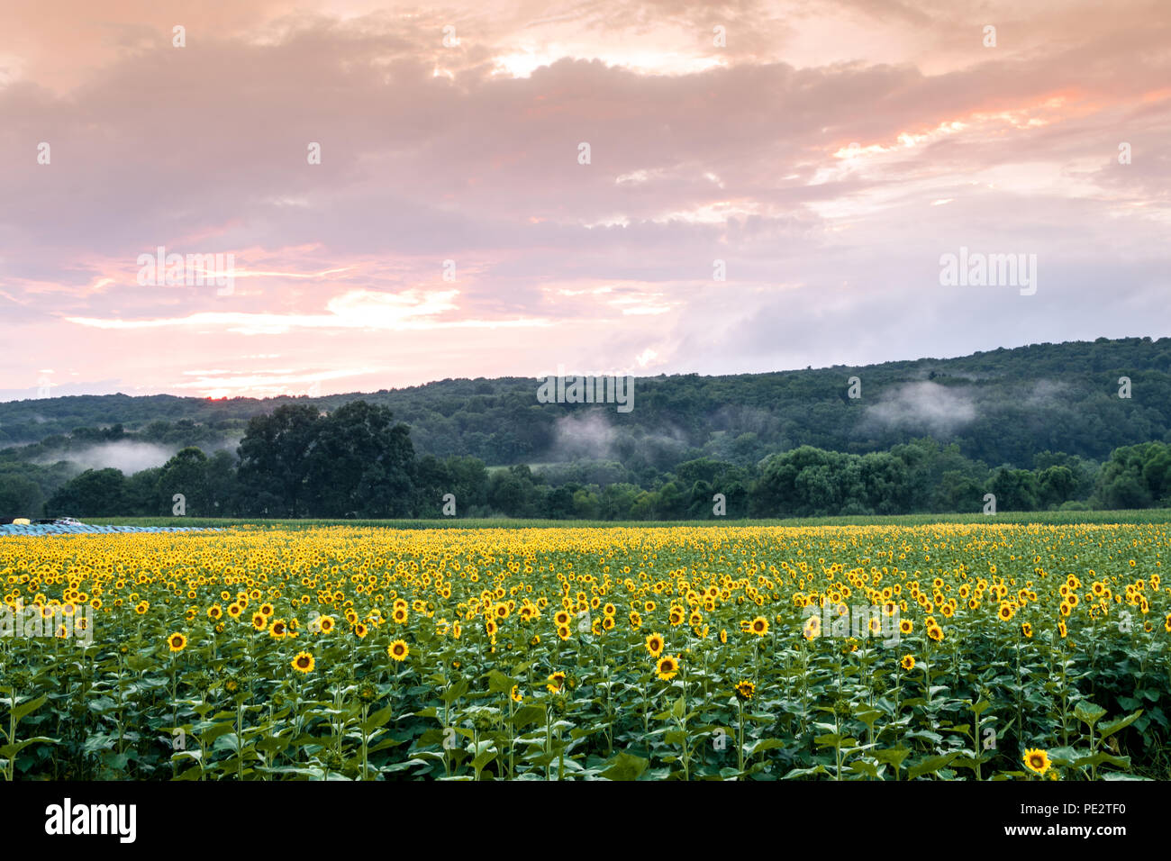 Sunflower field red barn hi-res stock photography and images - Alamy