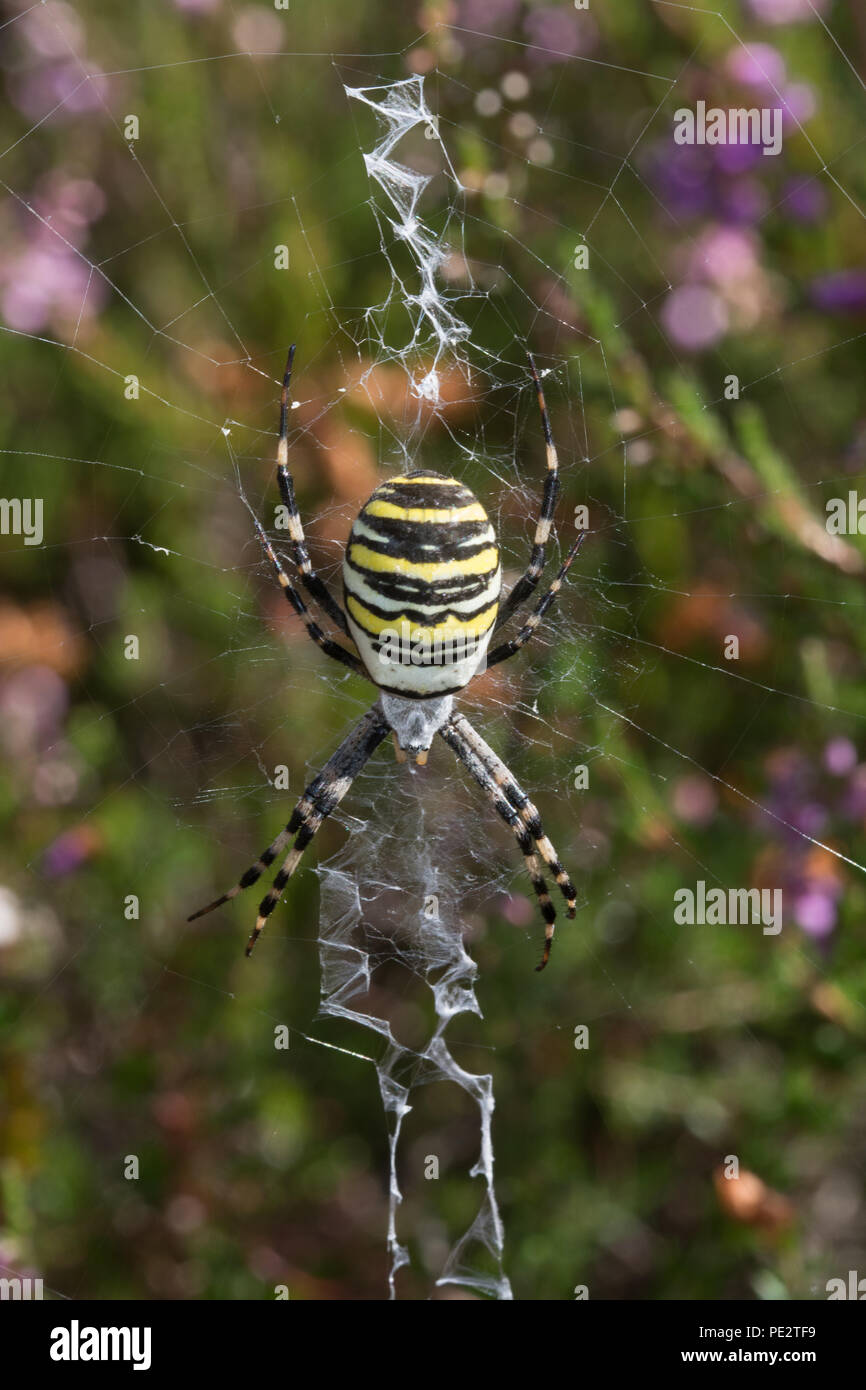 Wasp spider (Argiope bruennichi) on heathland in Surrey, UK Stock Photo ...