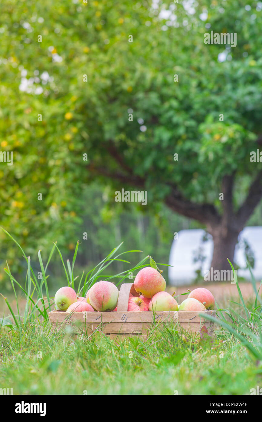 Scandinavian agriculture hi-res stock photography and images - Alamy