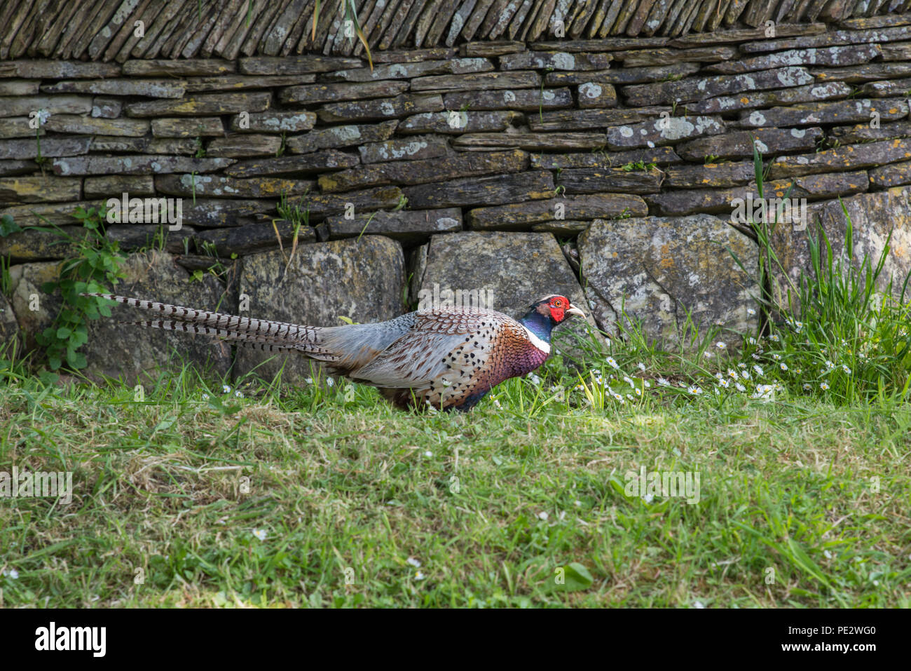 Stone wall bird hi-res stock photography and images - Alamy