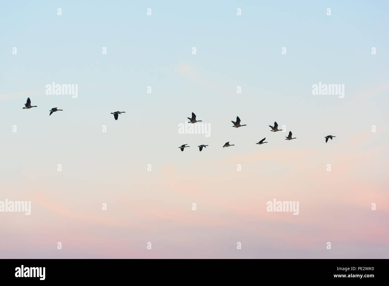 Flying geese sunset hi-res stock photography and images - Alamy