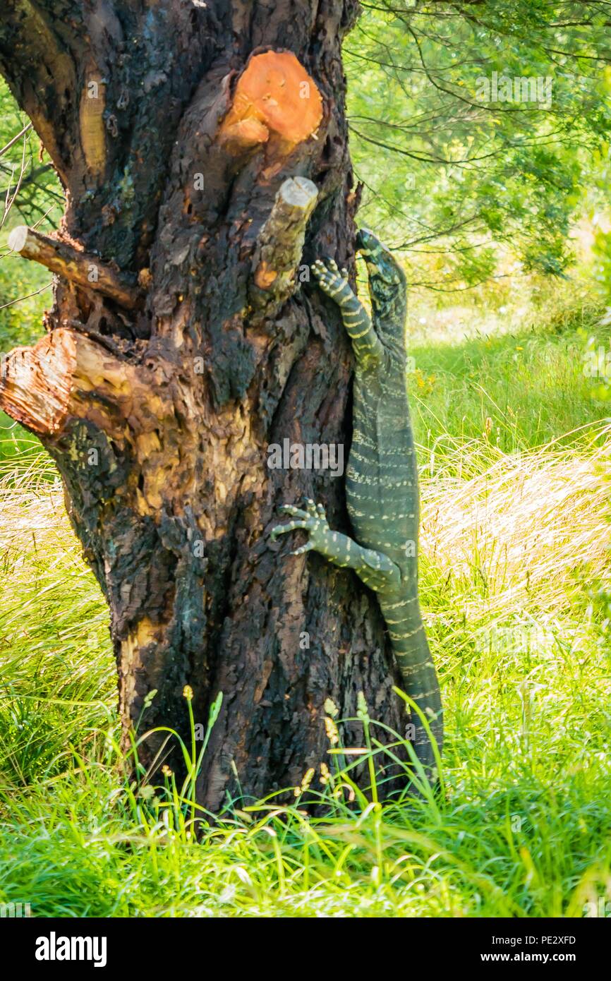 Goanna on a tree in Victoria, Australia Stock Photo - Alamy