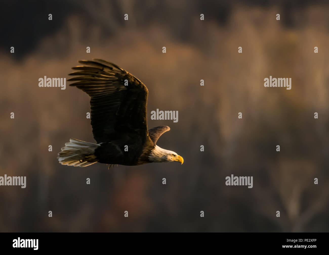 Portrait of an Eagle Stock Photo - Alamy