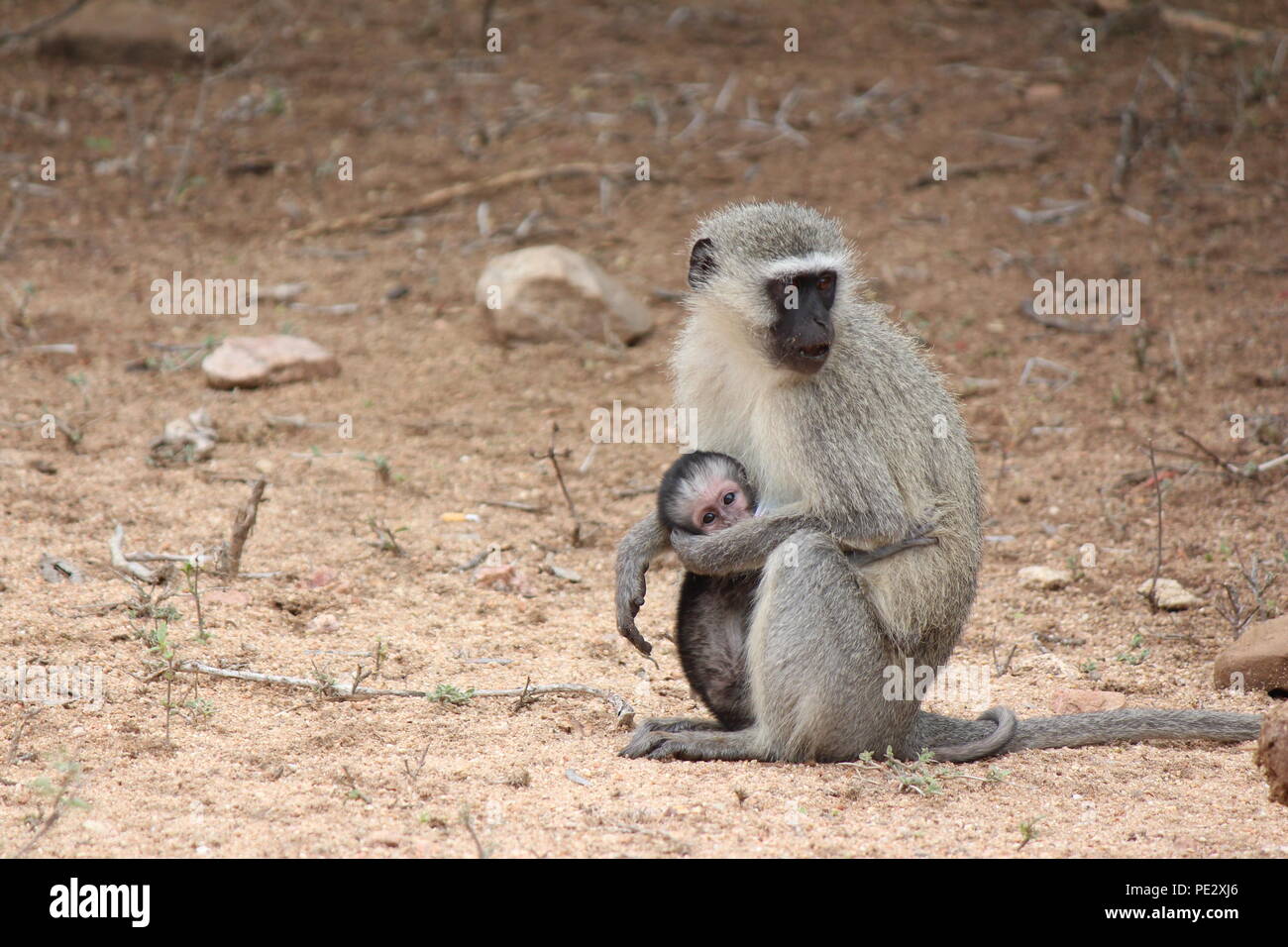 A Monkey and her daughter in South Africa Stock Photo - Alamy