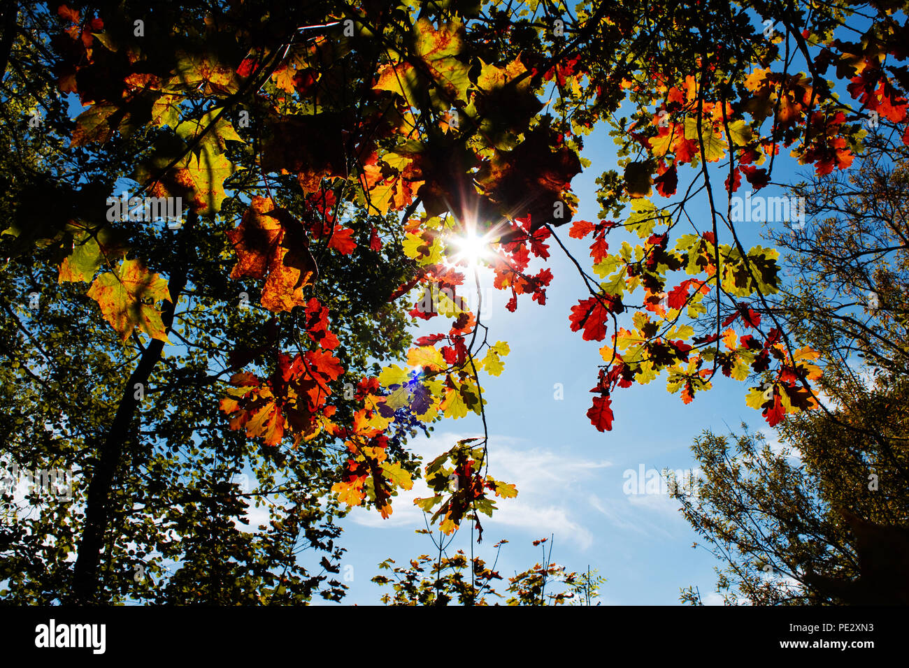 Colorful acorn foliage in indian fall colours in the end of summer or ...