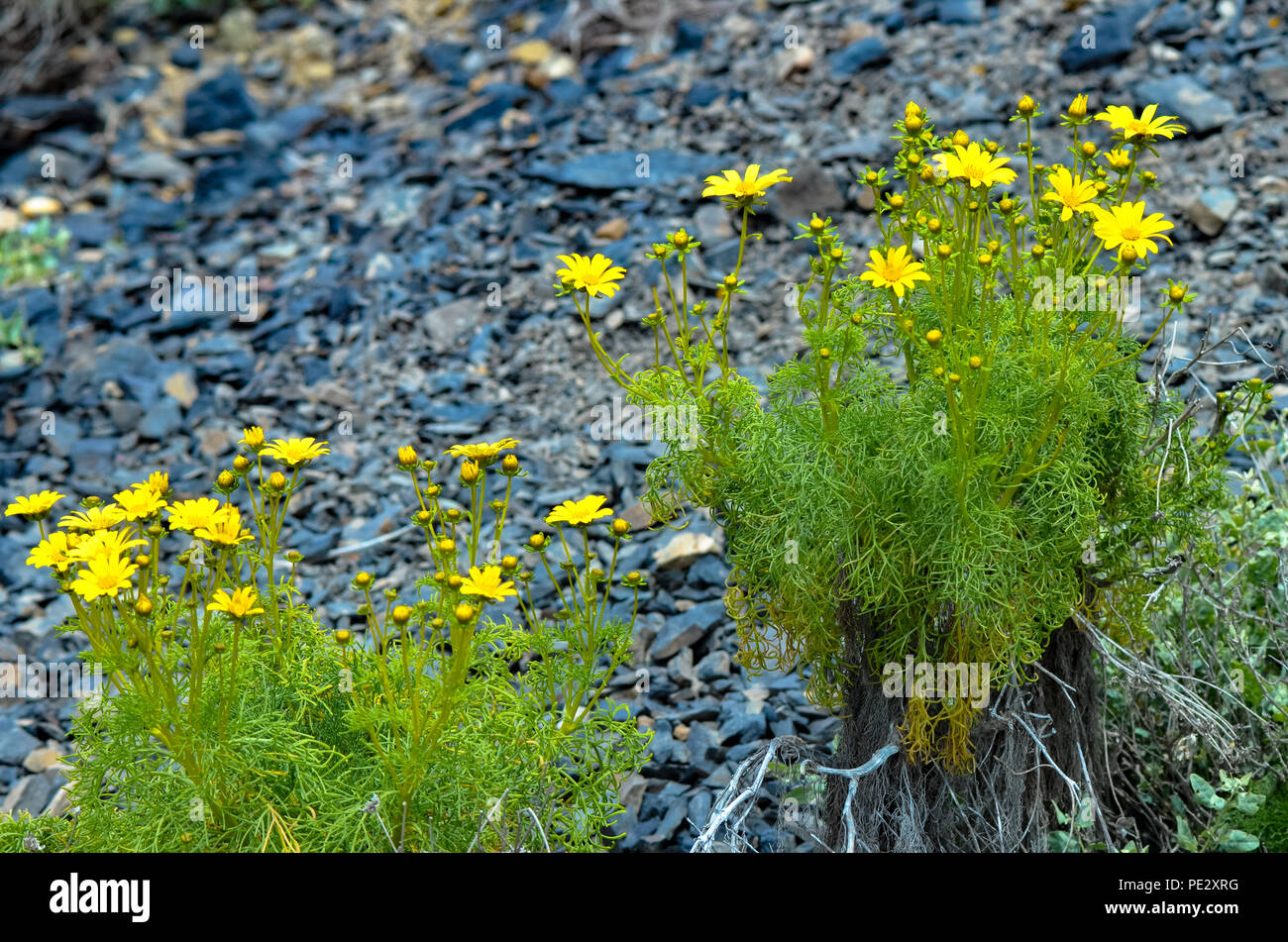 Wild Giant Coreopsis (Leptosyne gigantea) in bloom at Mugu Rock in ...