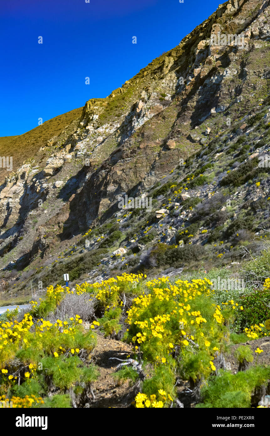 Wild Giant Coreopsis (Leptosyne gigantea) in bloom at Mugu Rock in ...
