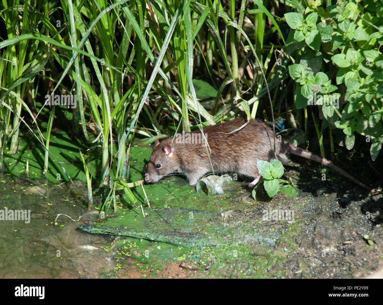 Brown Rat, (Rattus norvegicus), River Brent, near Brent Reservoir, also ...