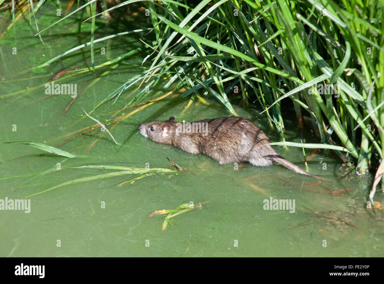 River Rat Stock Photos & River Rat Stock Images - Alamy