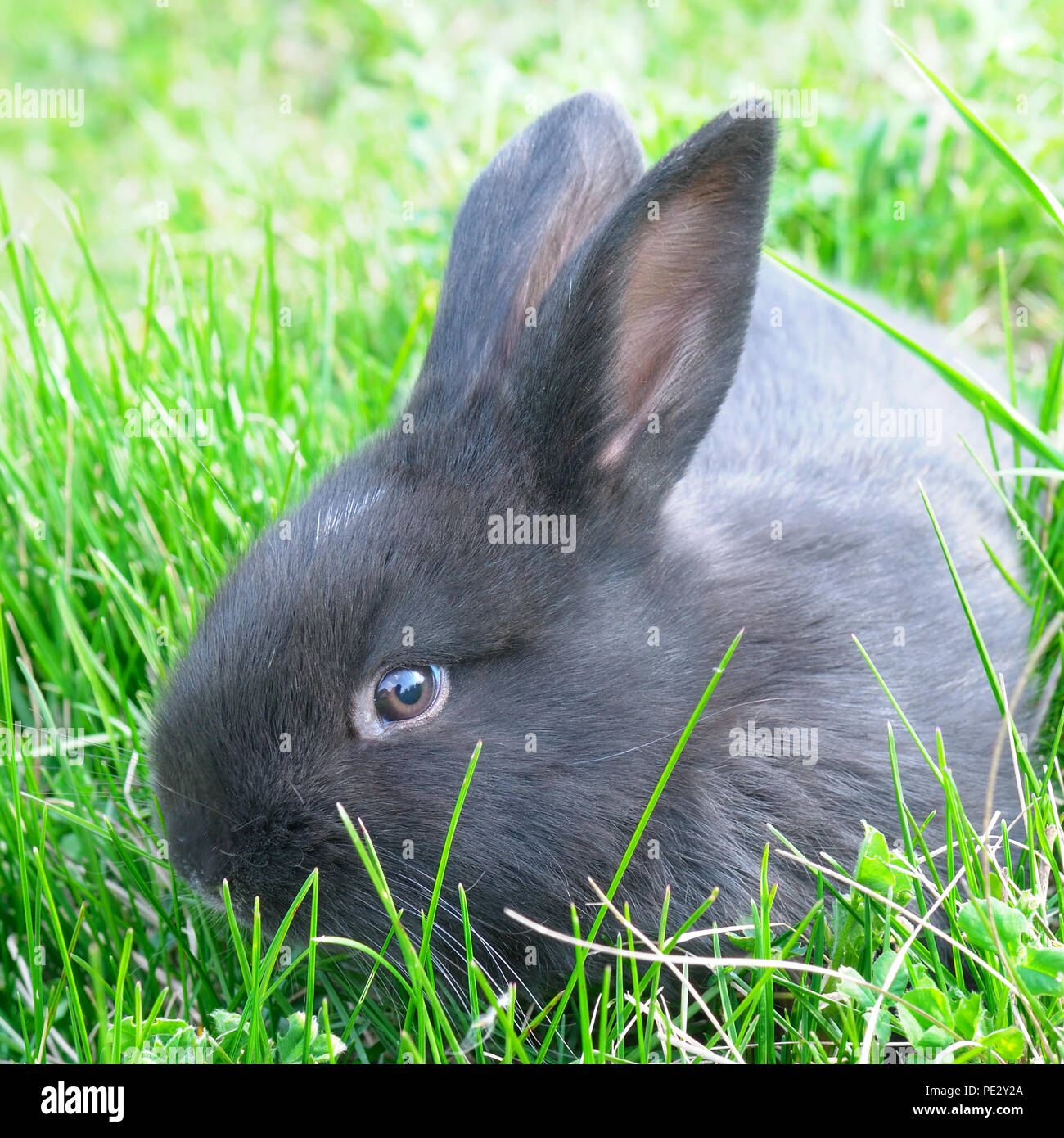 little rabbit on green grass background Stock Photo - Alamy