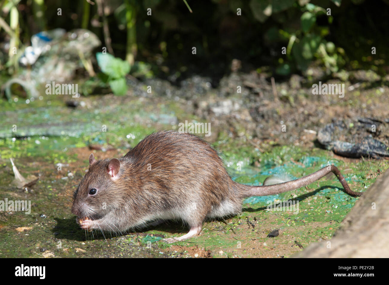 Brown Rat, (Rattus norvegicus), feeding on waste food, Brent Reservoir ...