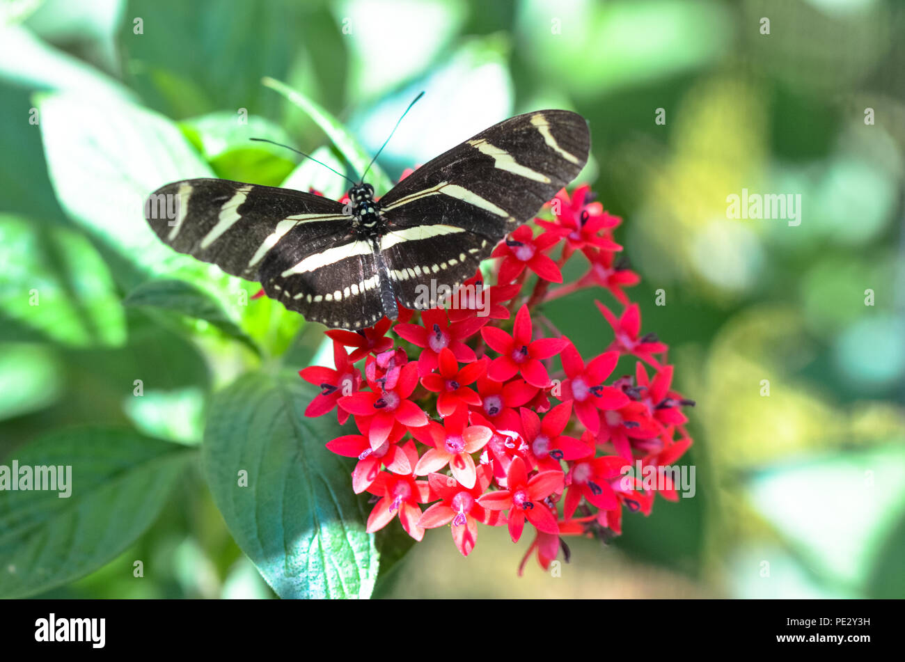 Striped butterfly hi-res stock photography and images - Alamy