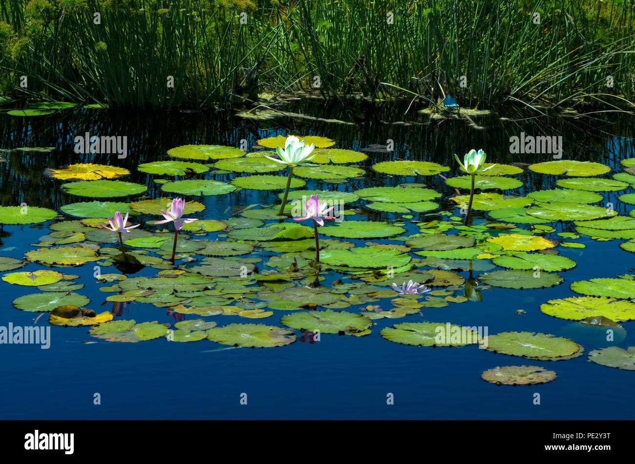 Water lily pond with blooms, Florida, USA Stock Photo - Alamy