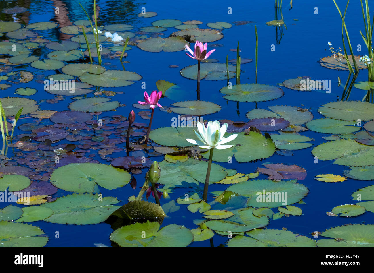 Water lily pond hi-res stock photography and images - Alamy