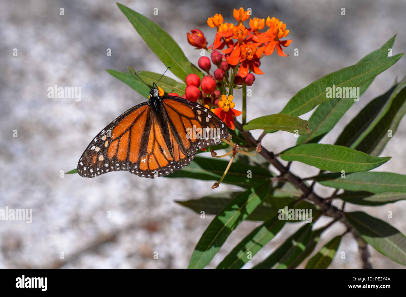 Golden Monarch (Danaus plexippus) butterfly getting pollen from ...