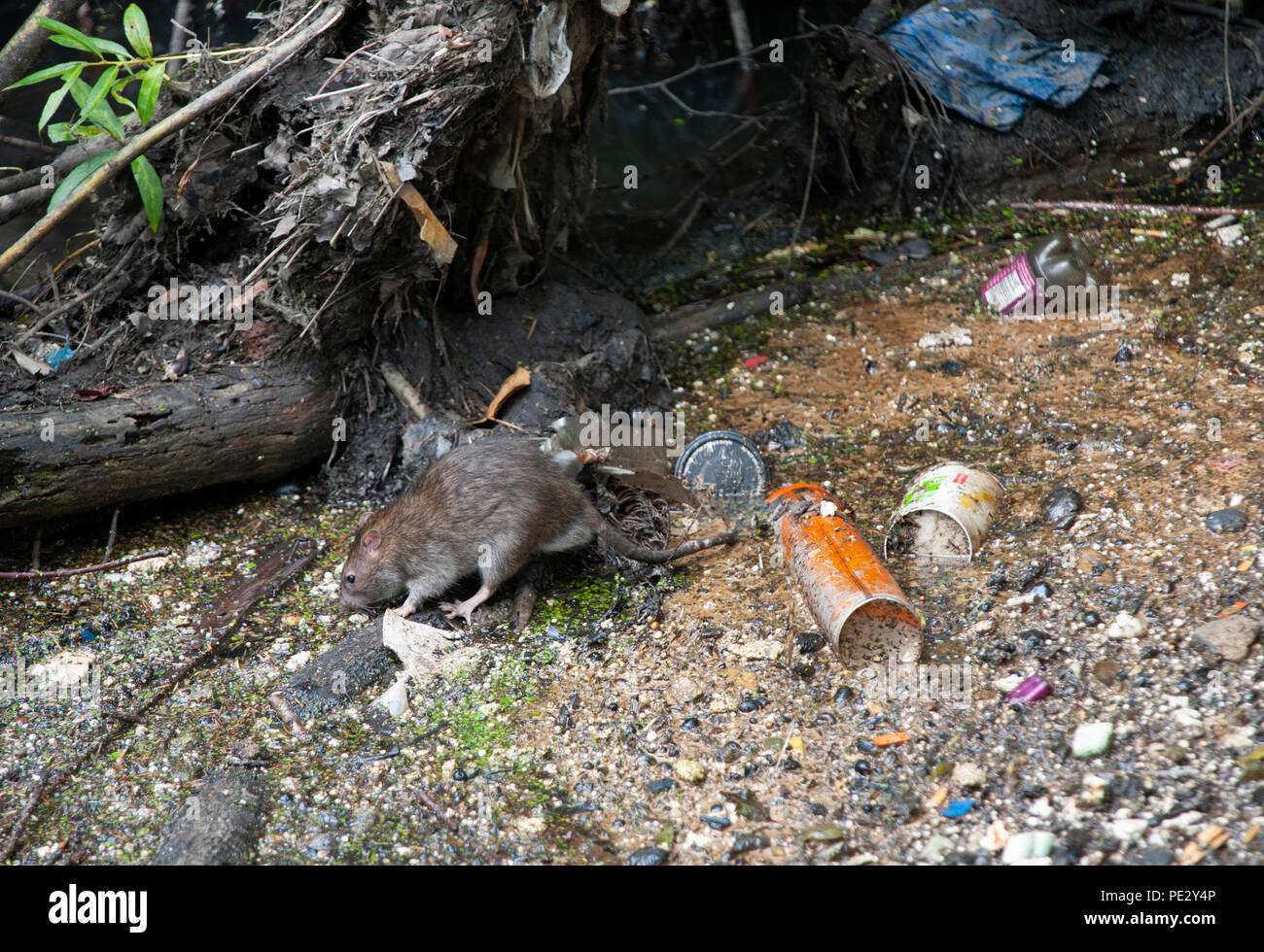 Rat Rubbish High Resolution Stock Photography and Images - Alamy