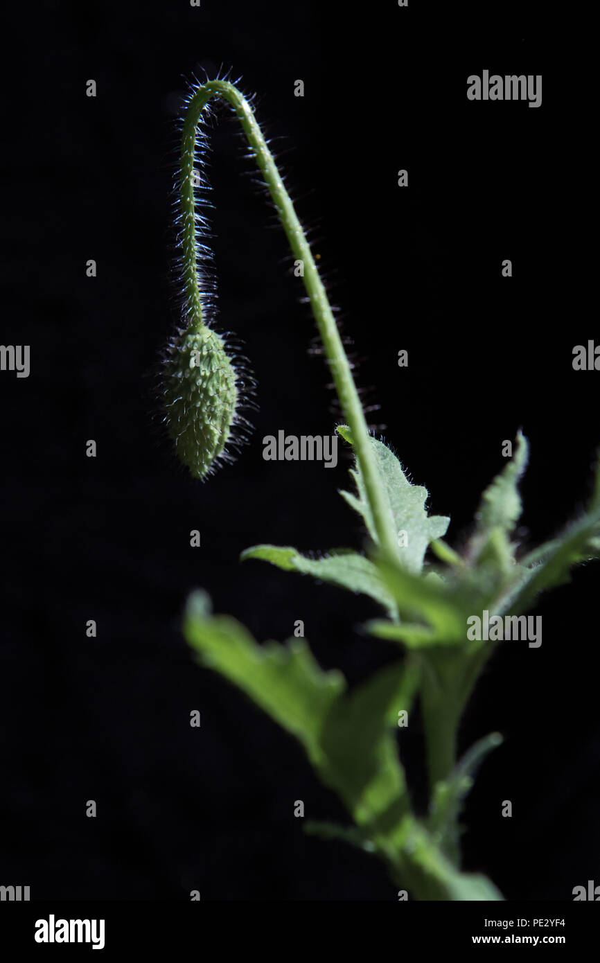 Drooping flowers on one side hi-res stock photography and images - Alamy